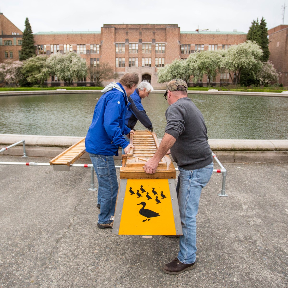 Drumheller duckling debut | UW Facilities Blog