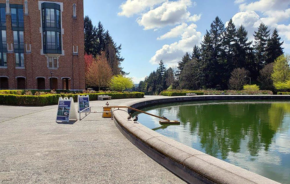 Drumheller ducks return to a quieter campus | UW Facilities Blog